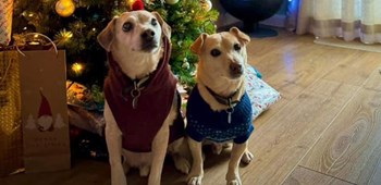 Dog of the Match | Liverpool | Tottenham Hotspur